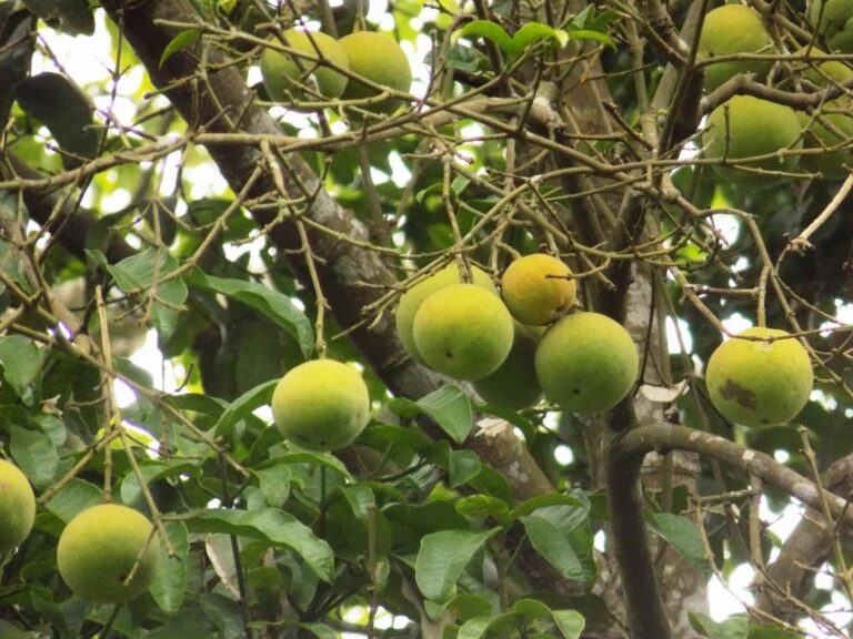 Bitter Gourd (Ejinrin): 7 Amazing Benefits of Fruits and Leaves ...