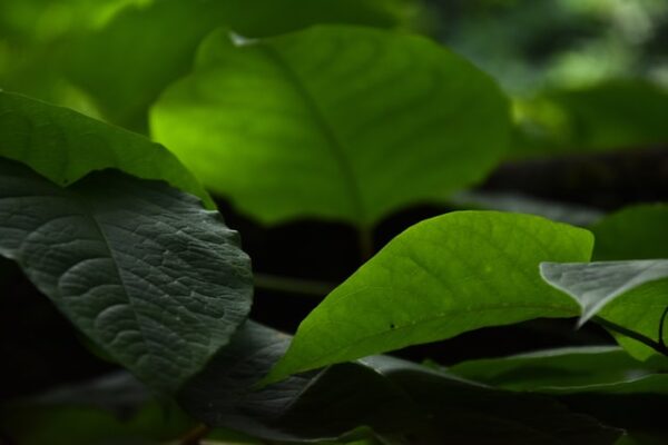 Bitter leaf (Vernonia amygdalina): Benefits, Uses, and Side effects ...